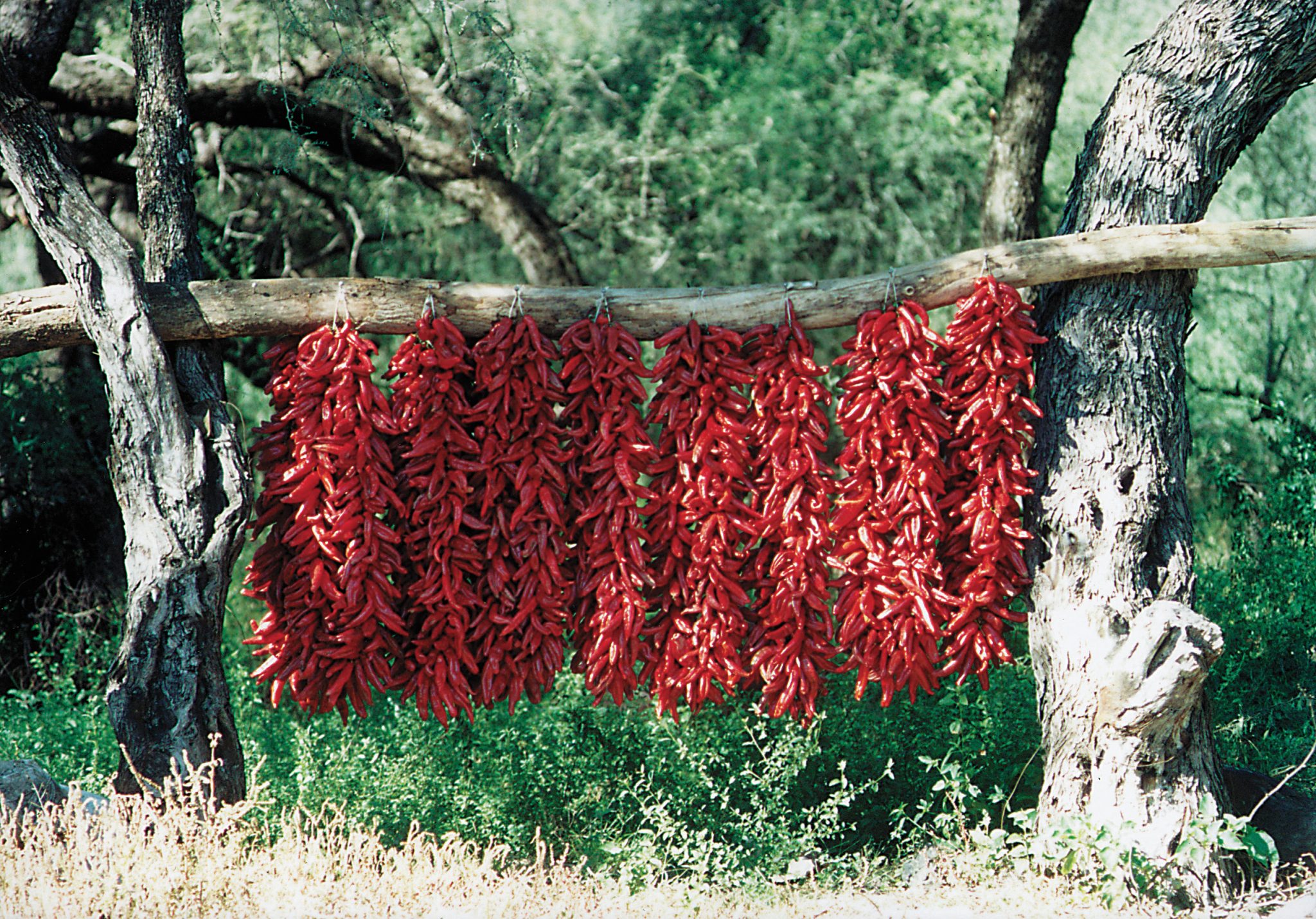 Chile Colorado, para las recetas típicas, el chile debe ser de Sonora ...